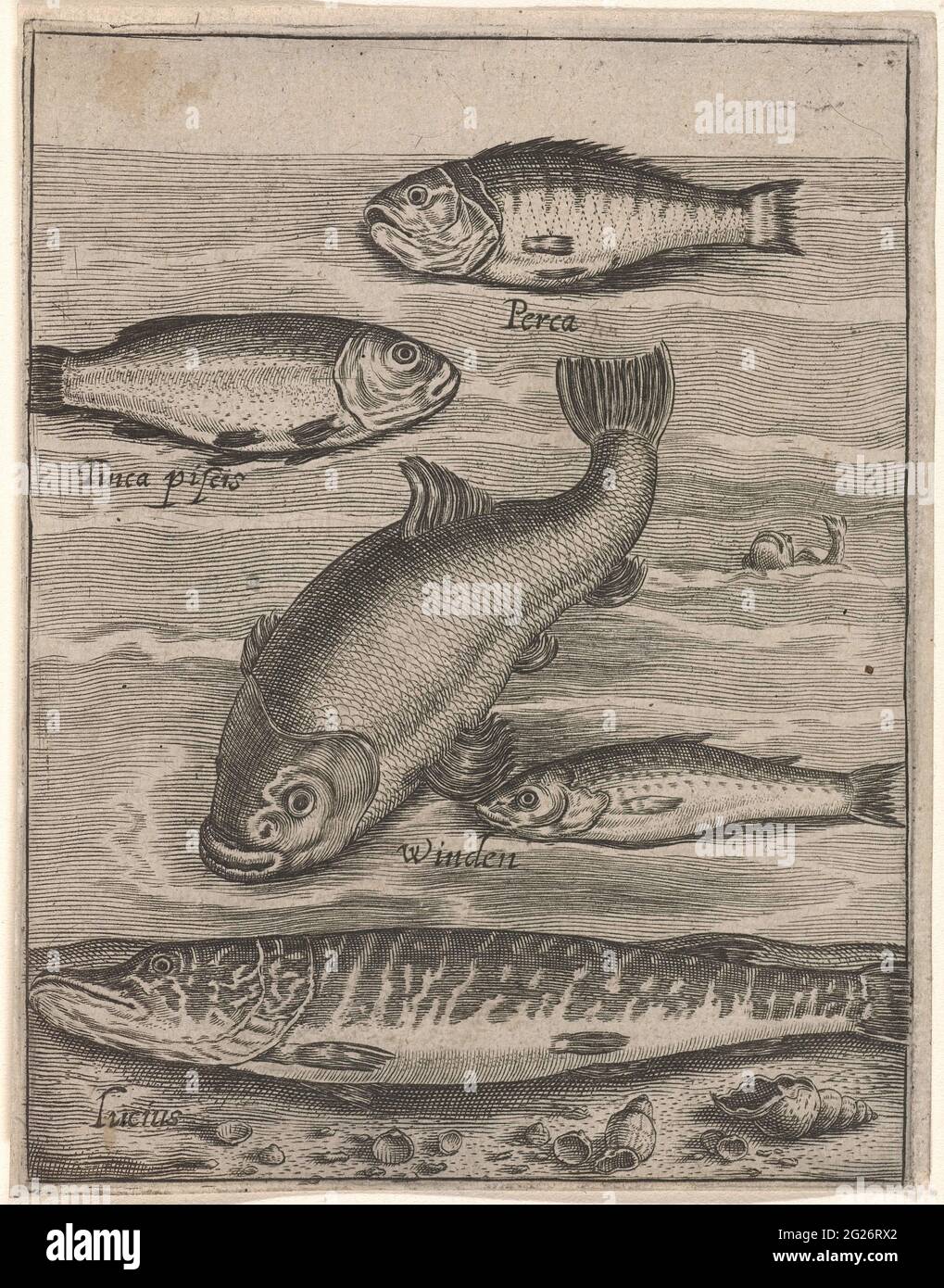 Study sheet with five fish; PISCIUM VIVAE ICONES. Study magazine with ...