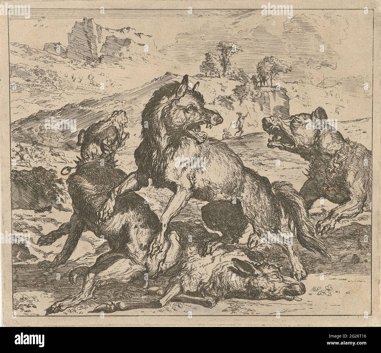 Wolf attacked by dogs; Different animals. Dogs fall a wolf. Print from ...