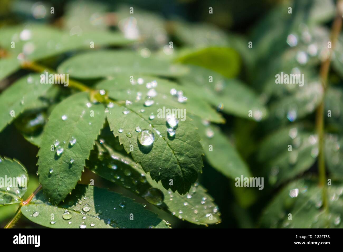 Dwarf mountain ash hi-res stock photography and images - Alamy