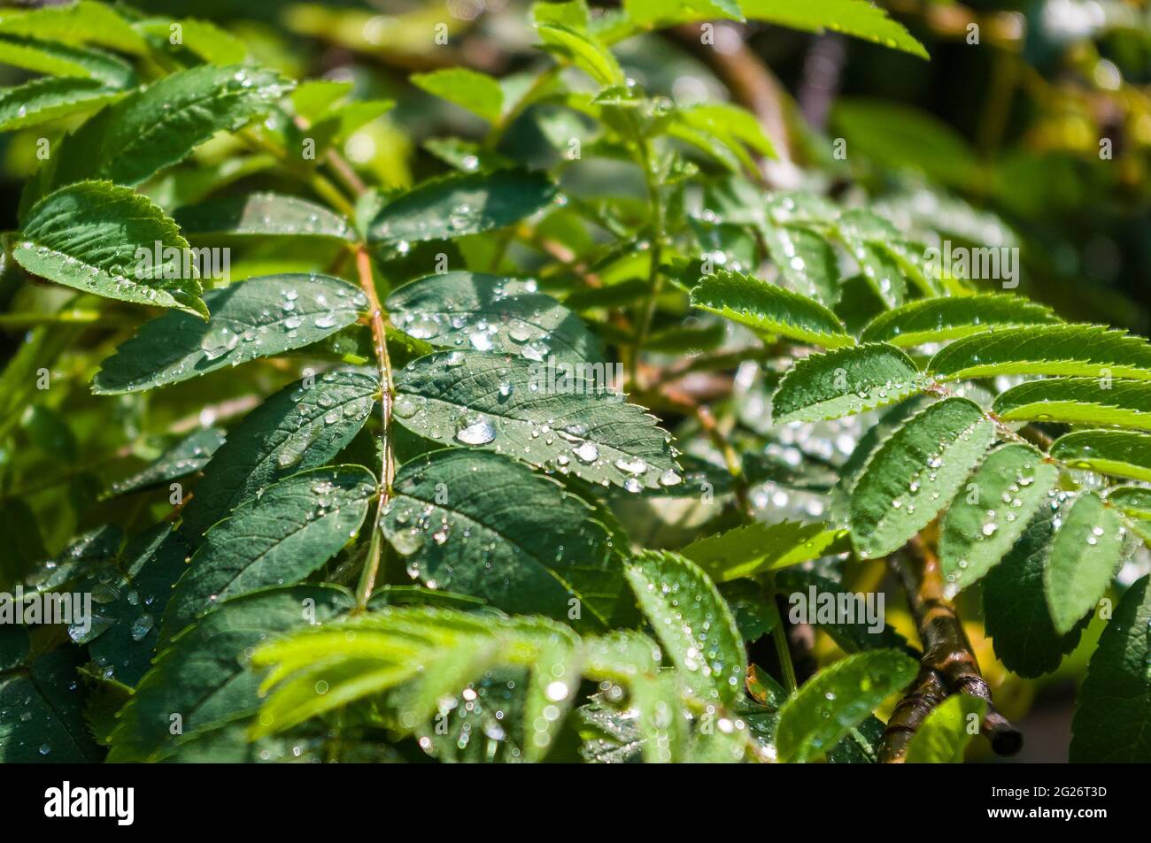 Water drops after rain on the leaves of a dwarf mountain ash close-up ...