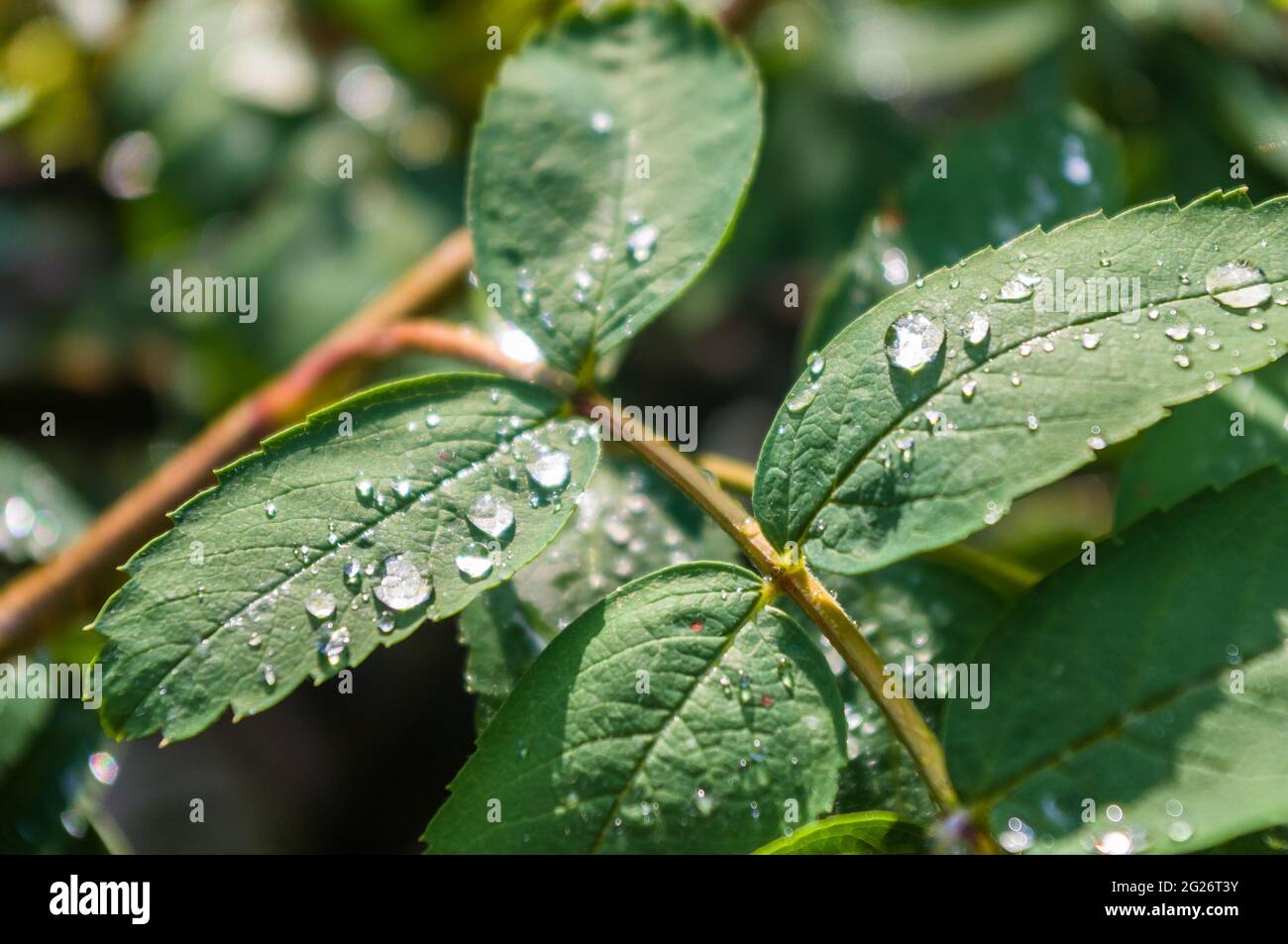 Water drops after rain on the leaves of a dwarf mountain ash close-up ...