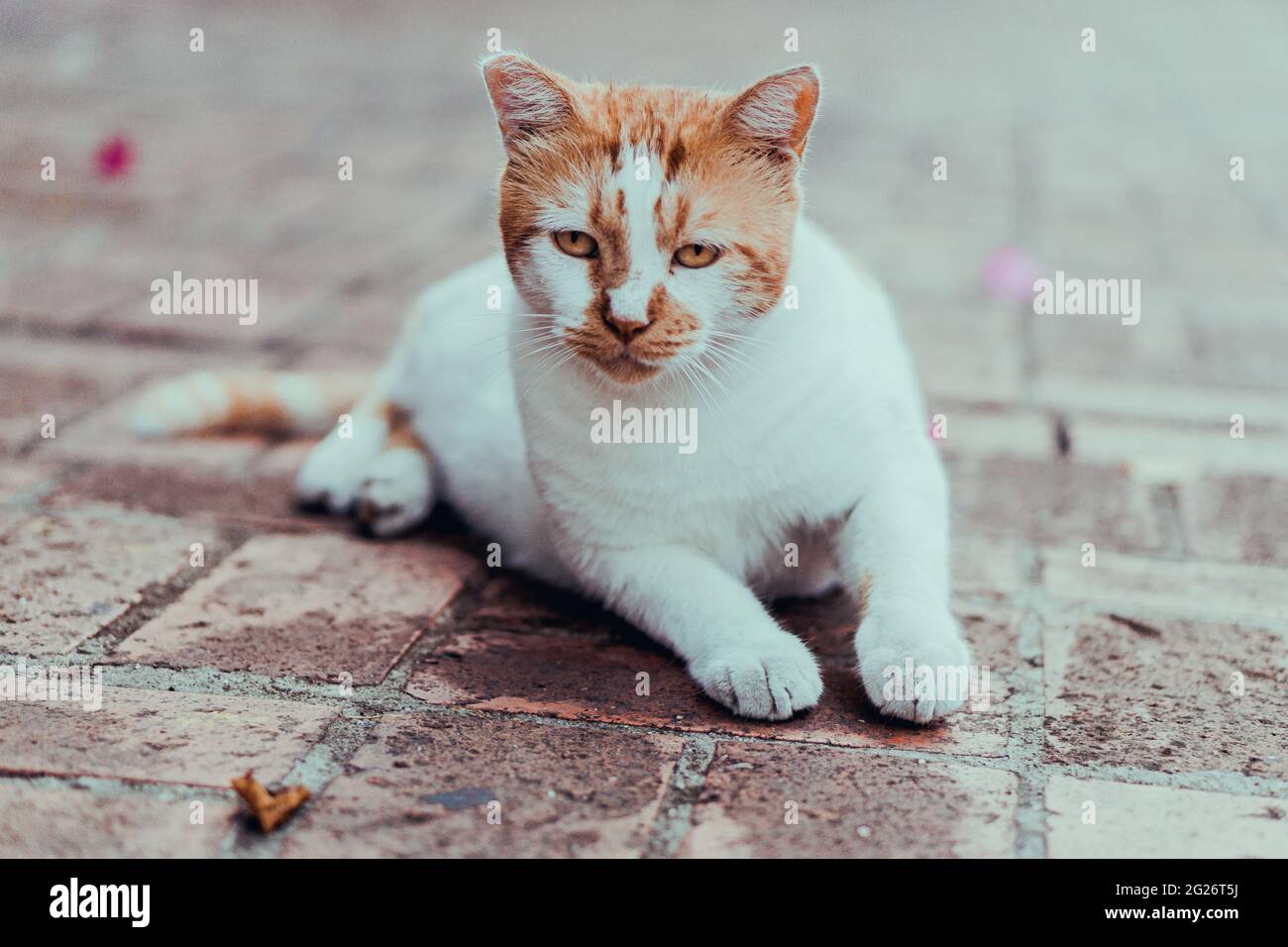 Cute white and brown cat with sad eyes and adorable paws lying outside ...