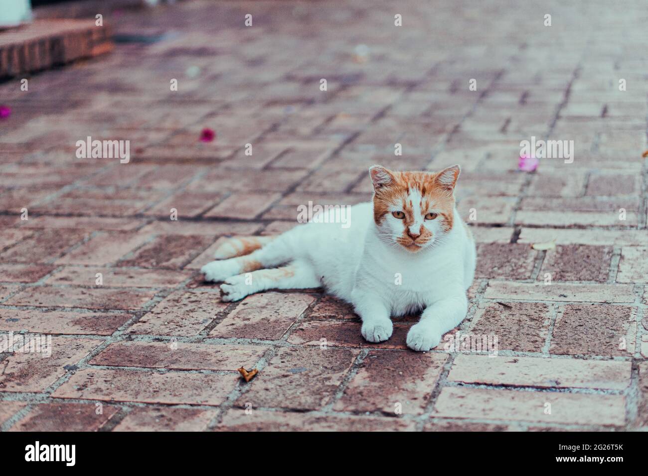 Cute white and brown cat with sad eyes and adorable paws lying outside ...
