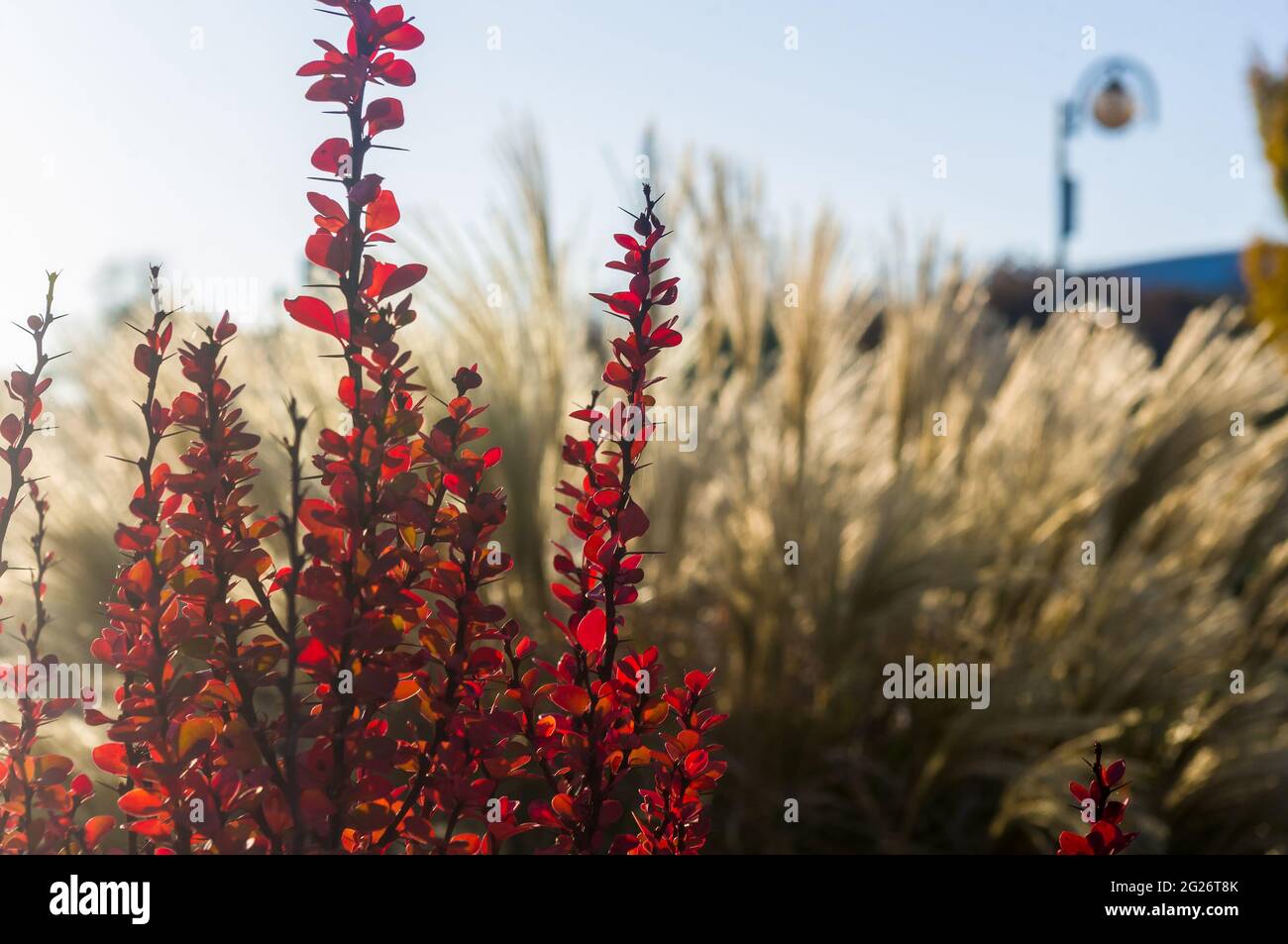 Purple Leaves On Bush Of Thunberg's Barberry, Berberis Thunbergii, The ...