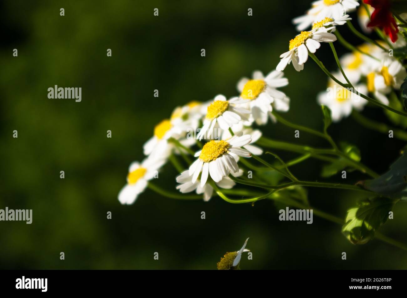 Blooming camomile, beautiful nature scene, summer background Stock ...