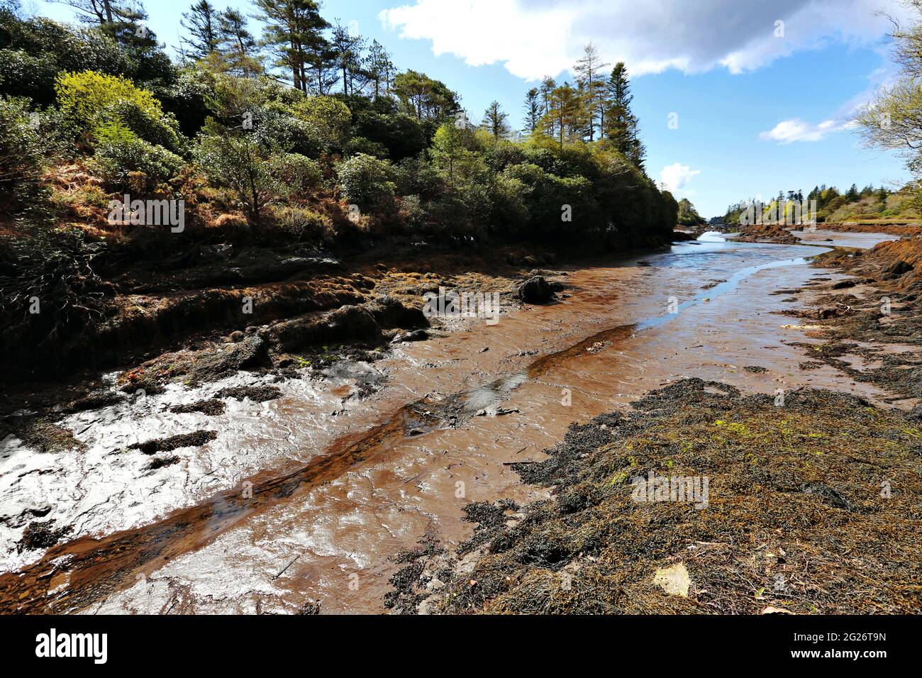 Small river with rocky banks surrounded by trees in the summertime ...