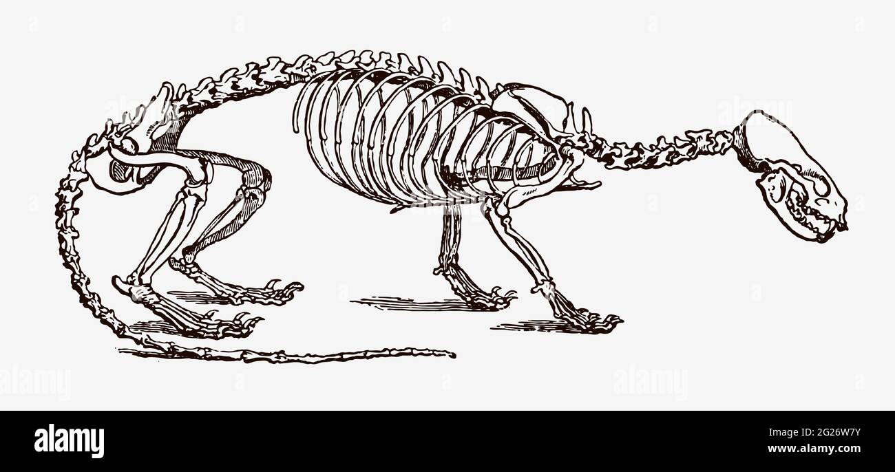 Otter skeleton Stock Vector Images - Alamy