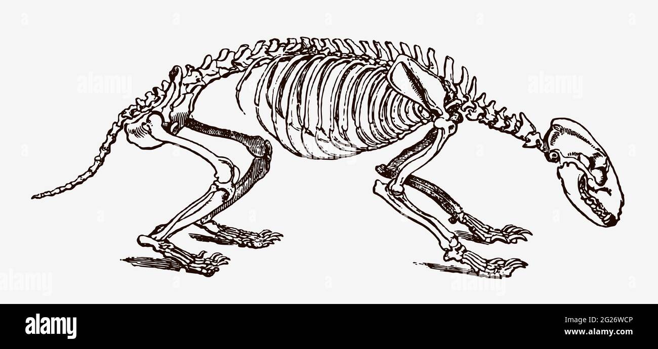 Common badger meles skeleton in profile view, after antique engraving ...