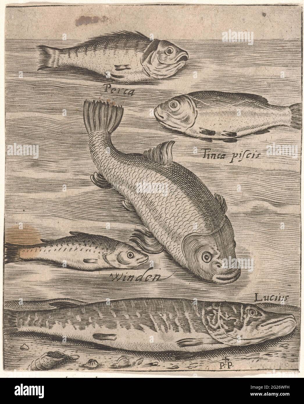 Study sheet with five fish; PISCIUM VIVAE ICONES. Study magazine with ...