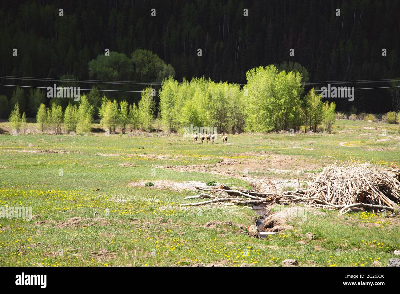 field of young elk mothers with their one year old calves in Telluride ...