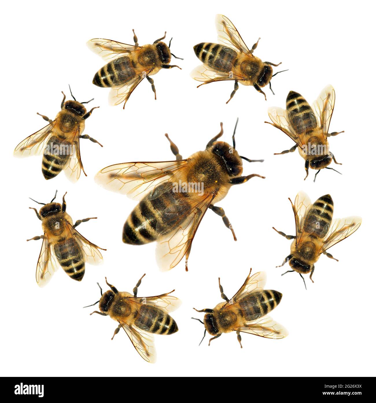 group of bee or honeybee in Latin Apis Mellifera, european or western ...