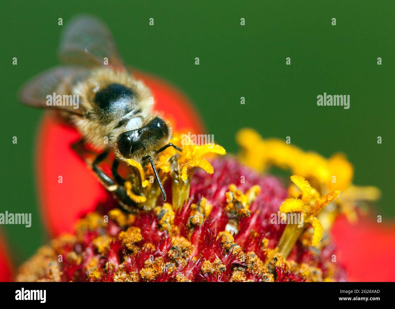 detail of bee or honeybee in Latin Apis Mellifera, european or western ...
