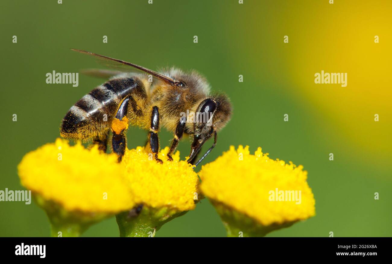 detail of bee or honeybee in Latin Apis Mellifera, european or western ...
