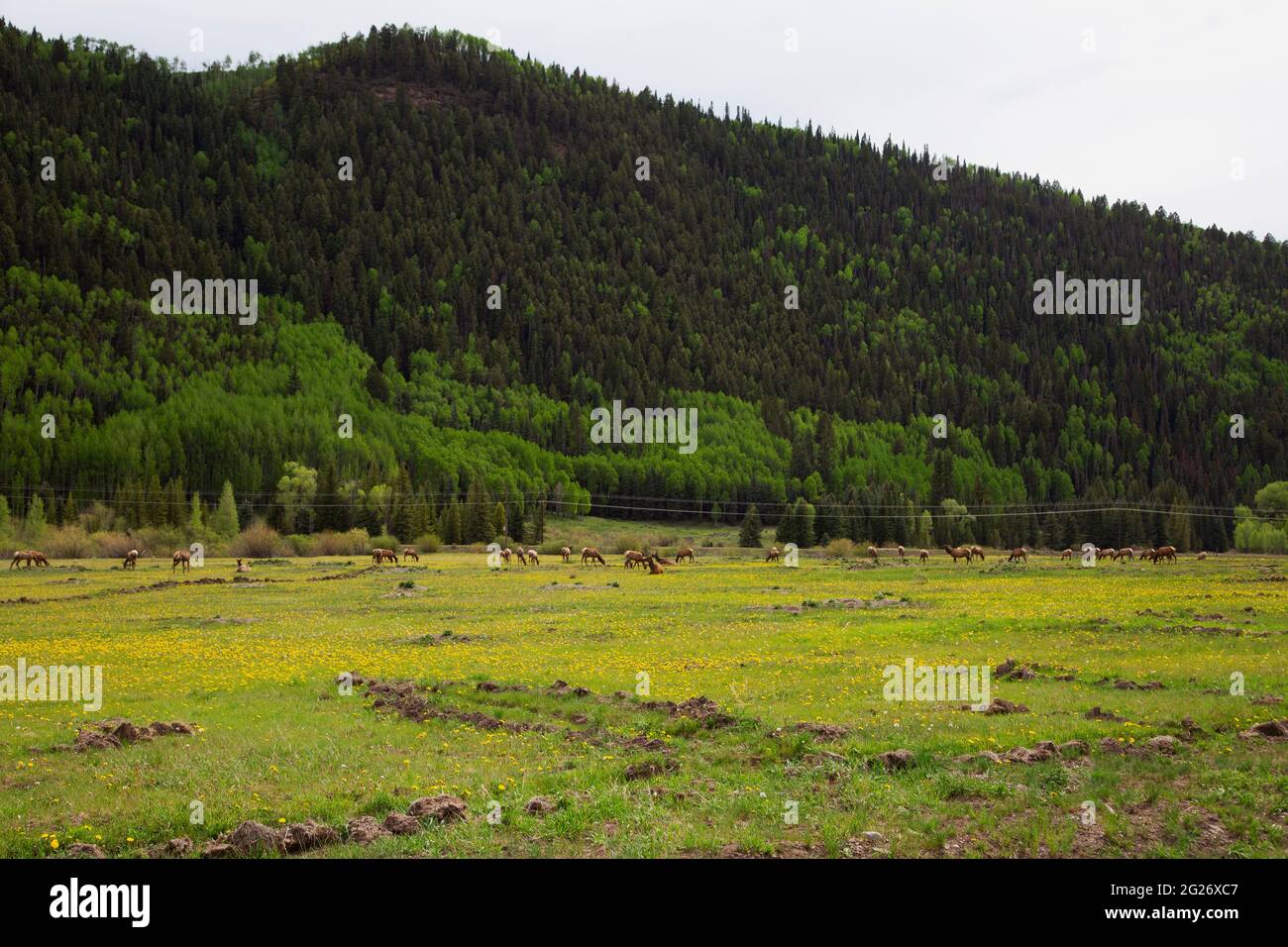A field of young elk mothers with their one year old calves in ...