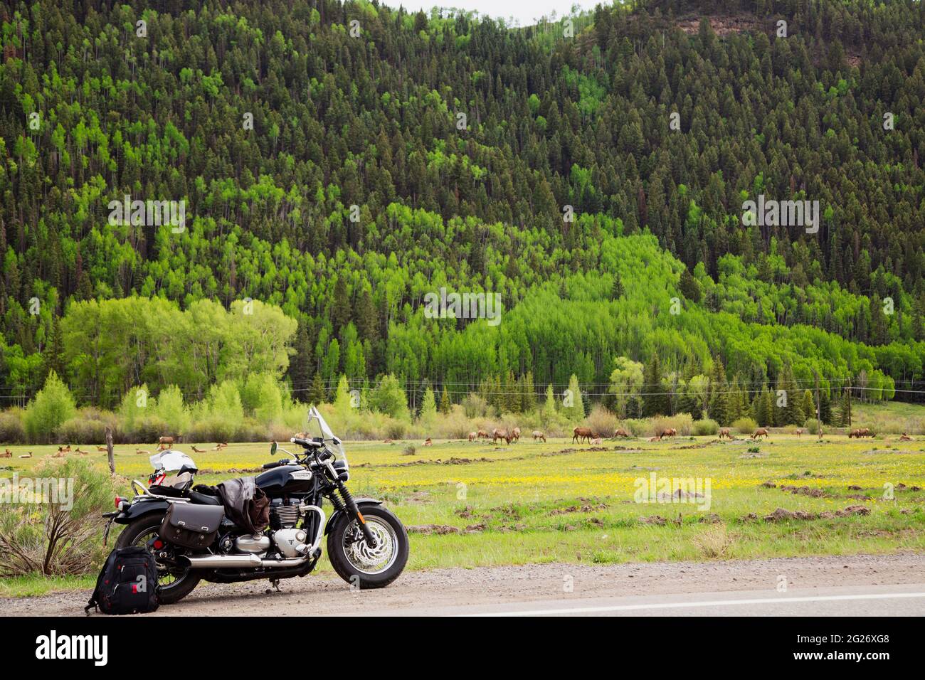 Triumph motorcycle, Bonneville Speedmaster, in front of a field of ...