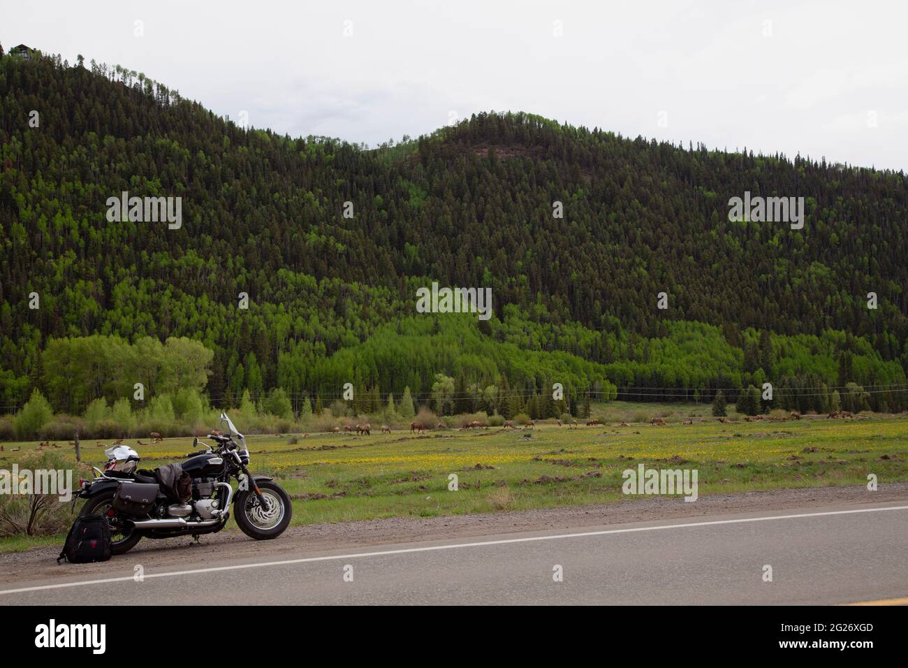Triumph motorcycle, Bonneville Speedmaster, in front of a field of ...
