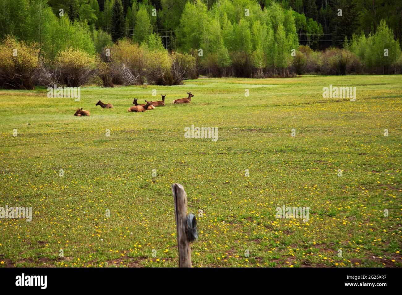 A field of young elk mothers with their one year old calves in ...