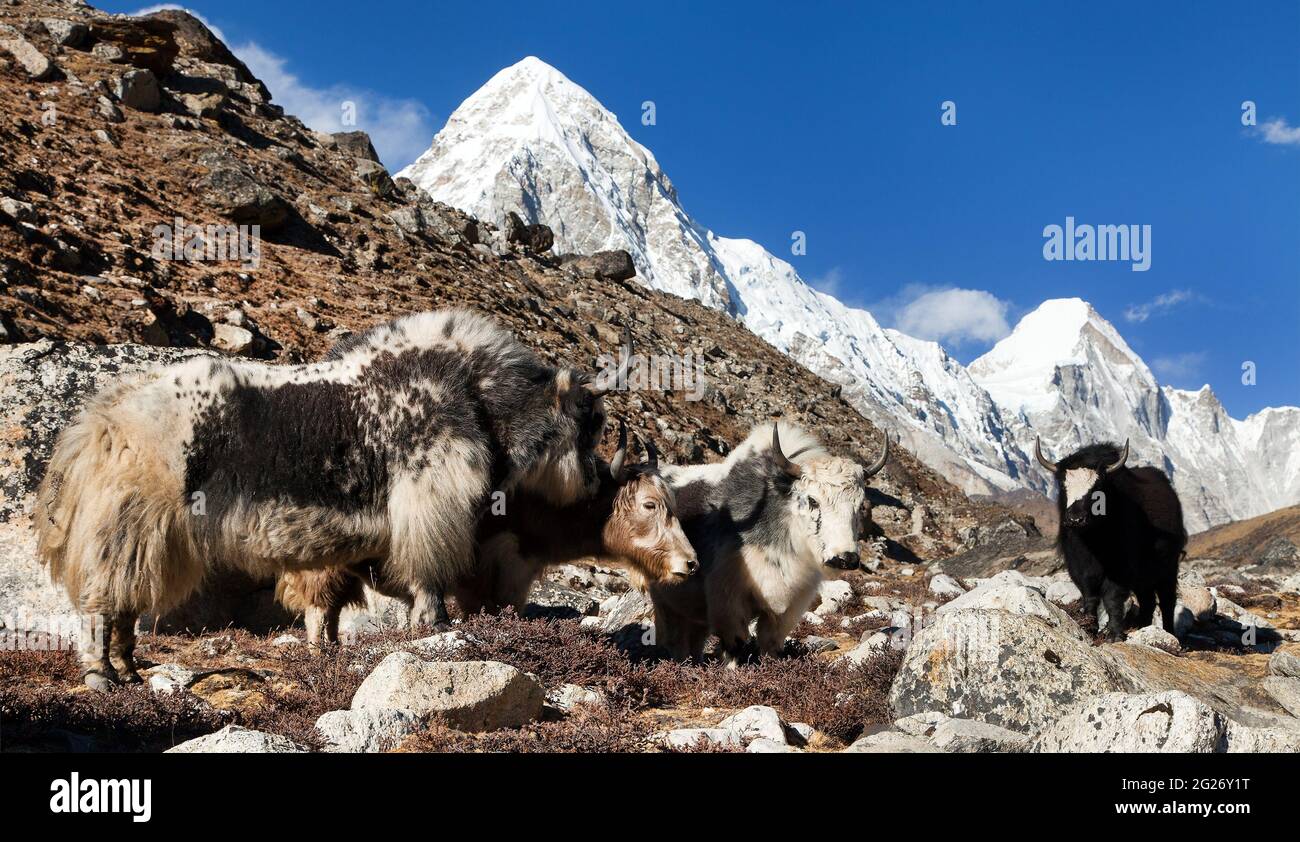 Three yaks hi-res stock photography and images - Alamy