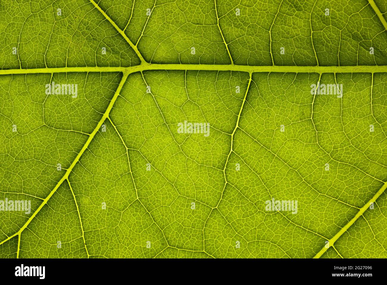 green leaf texture. Macro photo, use as background or texture Stock ...