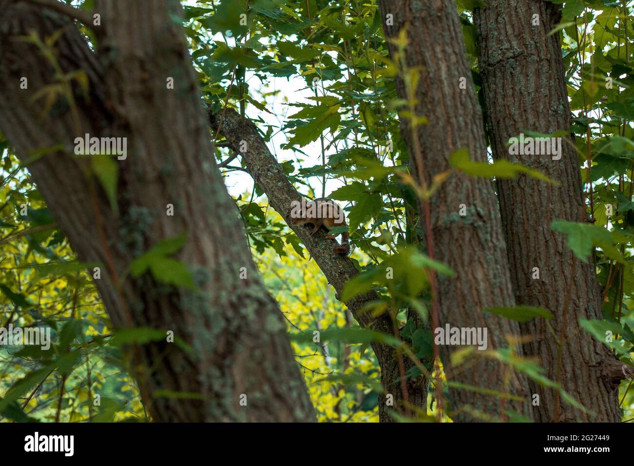 Close up of a chipmunk climbing a tree in the japanese garden Stock ...