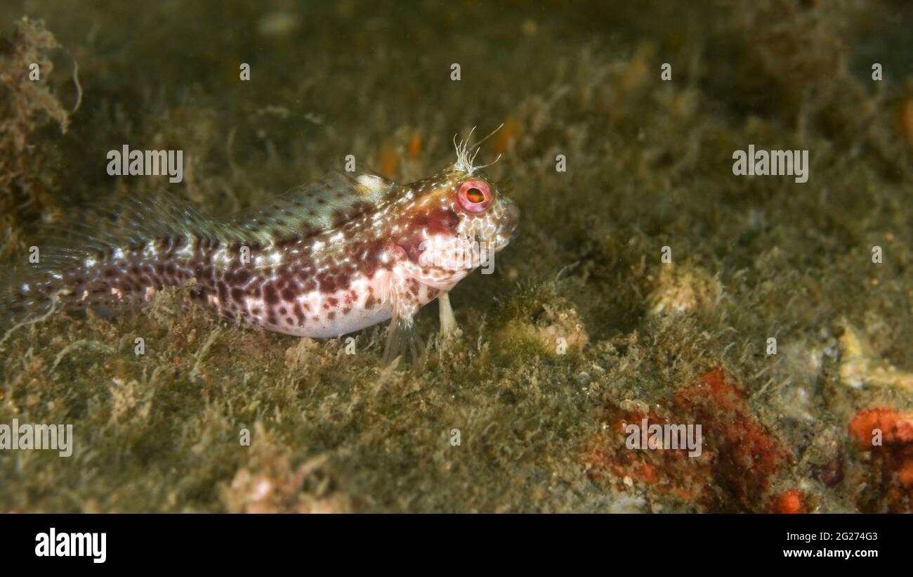 Seaweed blenny (Parablennius marmoreus Stock Photo - Alamy