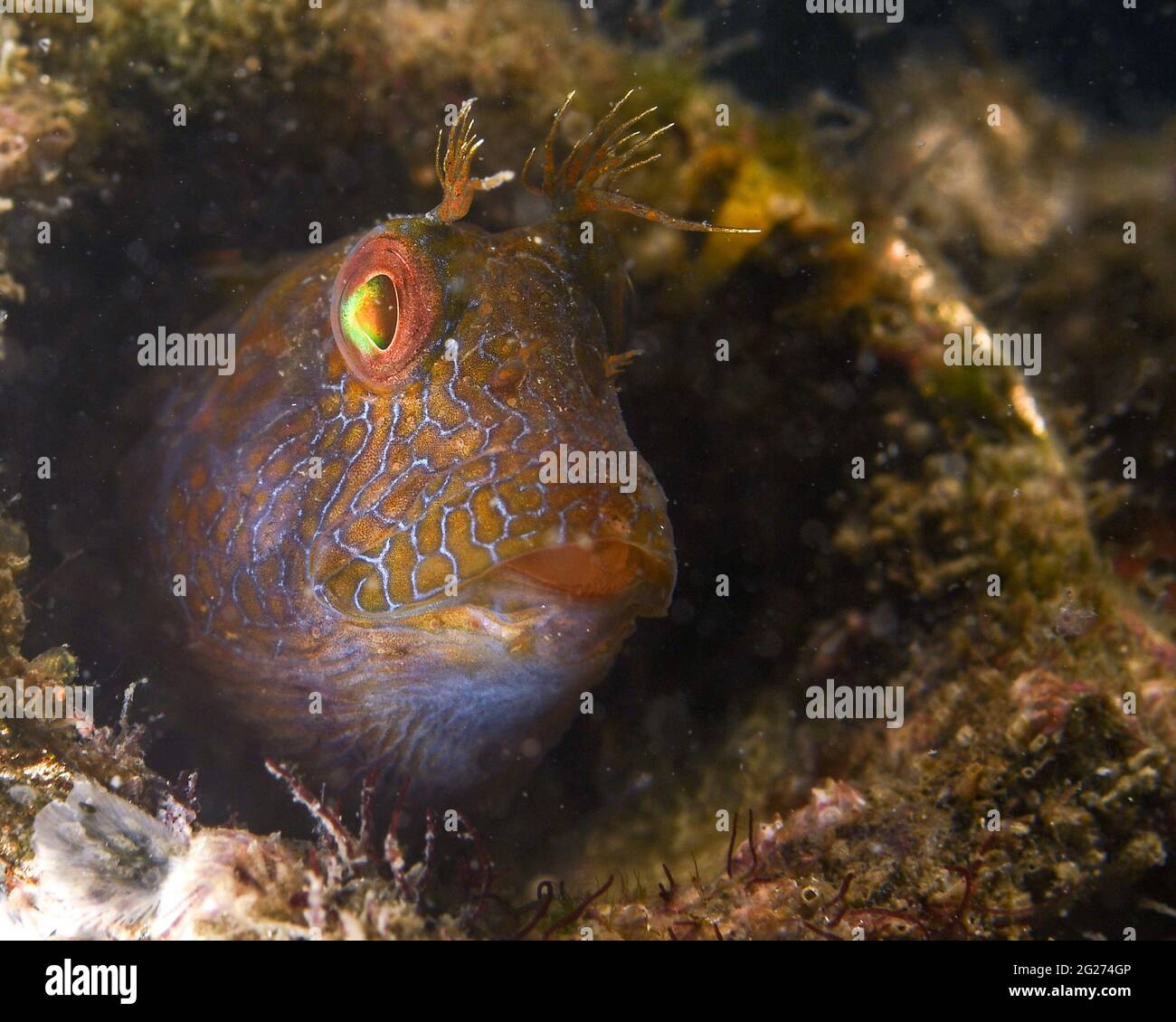 Parablennius marmoreus hi-res stock photography and images - Alamy