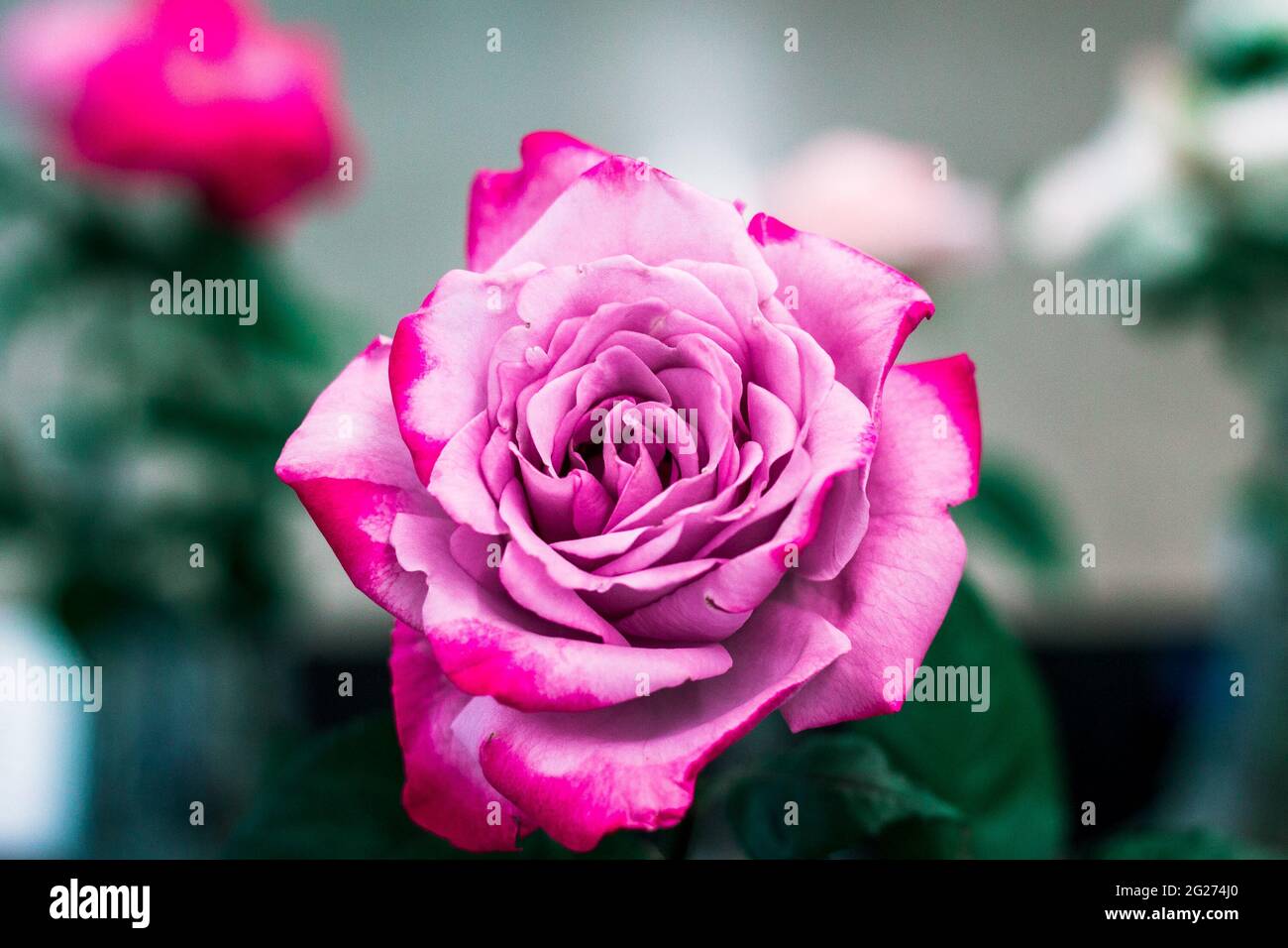 Pink and purple rose at a rose show Stock Photo - Alamy