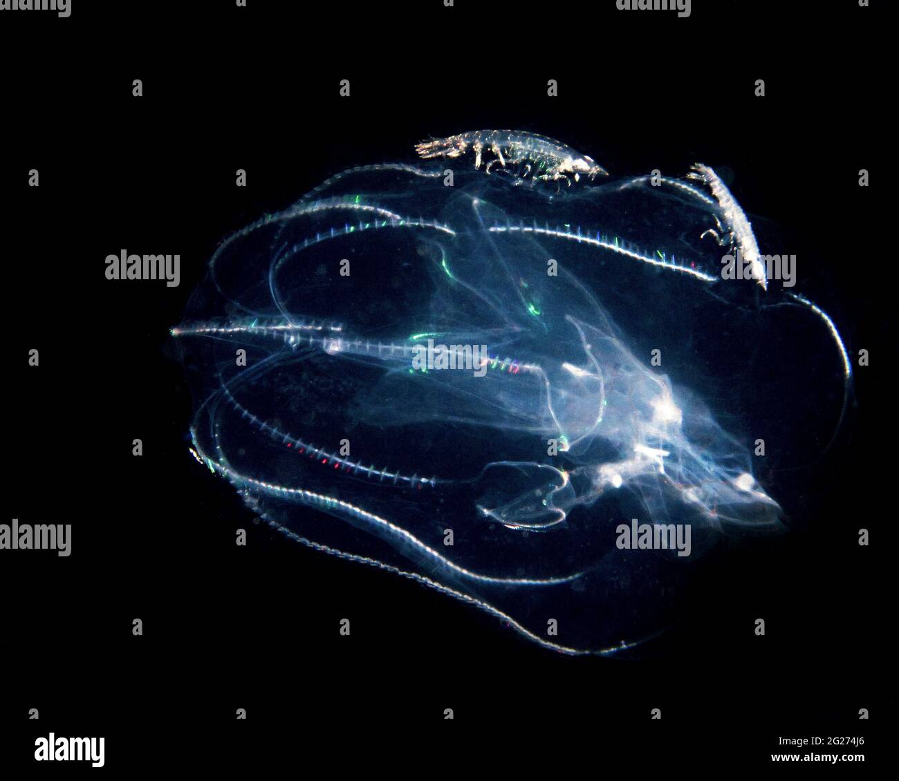 Amphipods hi-res stock photography and images - Alamy