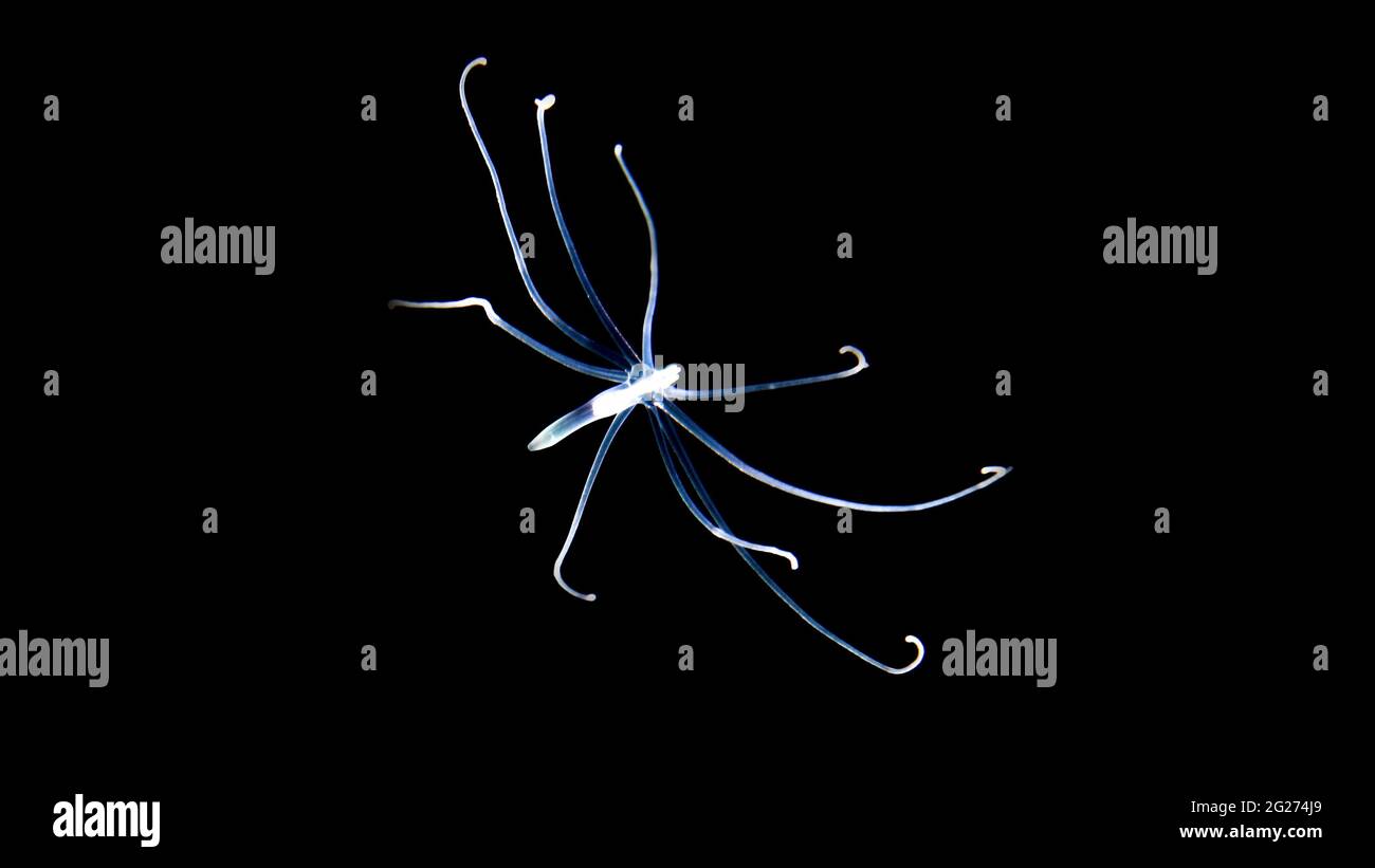 Tube dwelling anemone hi-res stock photography and images - Alamy