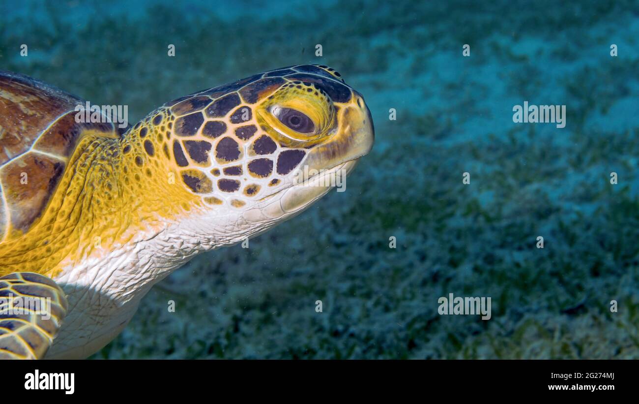 Turtle profile view hi-res stock photography and images - Alamy