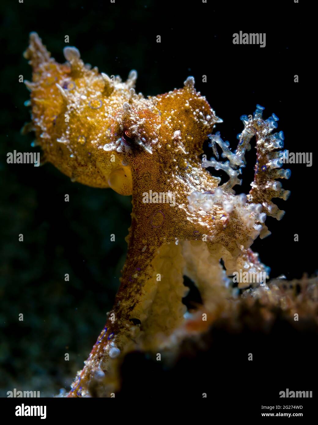 Octopus and blue ring hi-res stock photography and images - Alamy