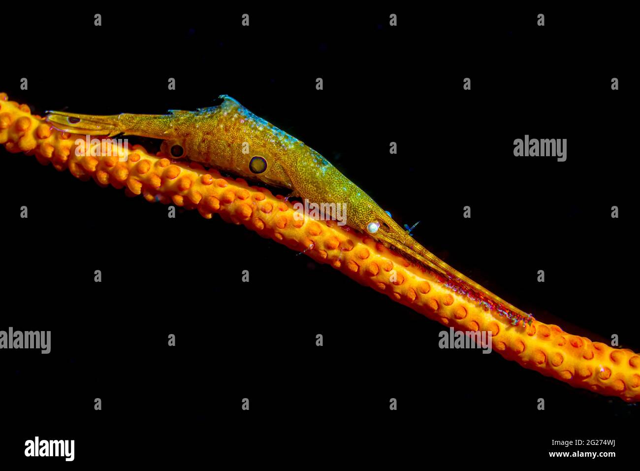 Tozeuma shrimp on a gorgonian rod, Anilao, Philippines Stock Photo - Alamy