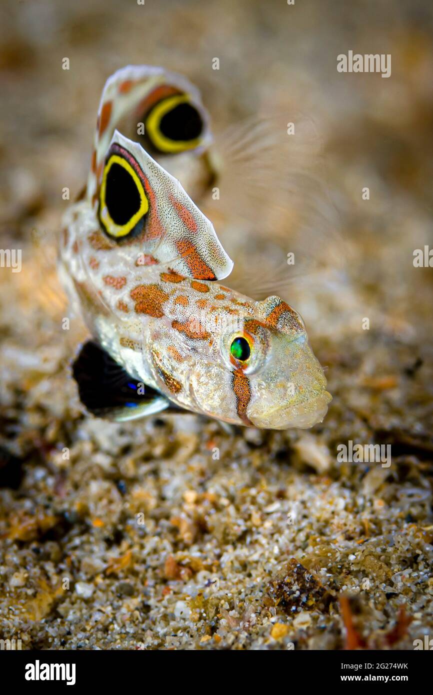 Gobiiformes hi-res stock photography and images - Alamy