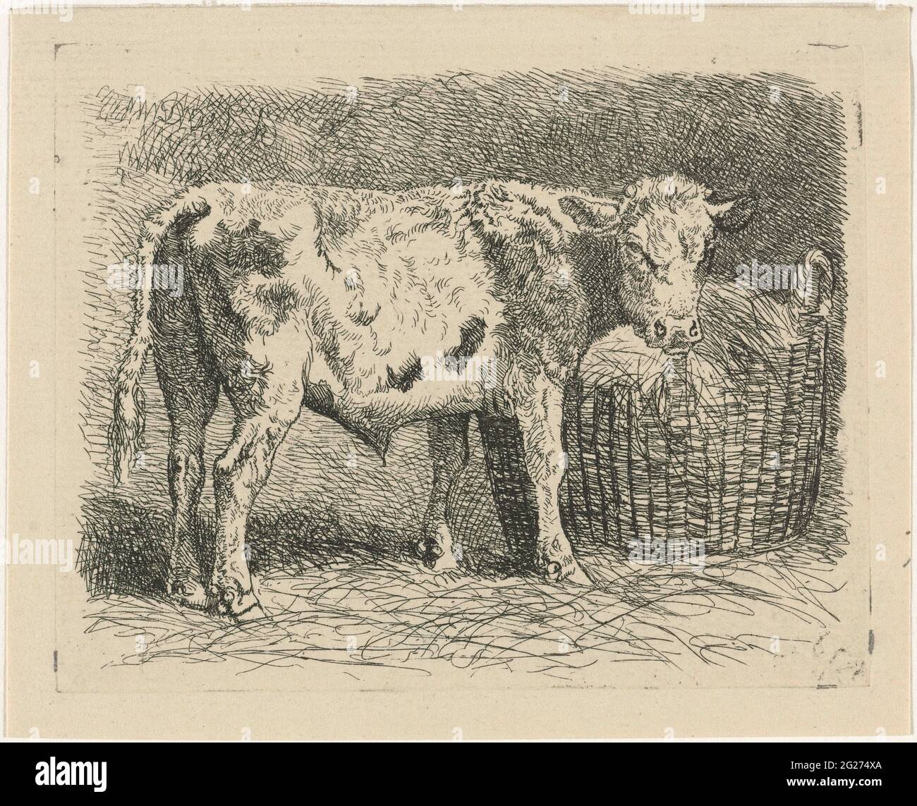 Young bull eating hay hi-res stock photography and images - Alamy