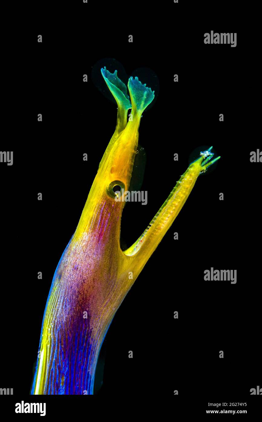 Blue and yellow ribbon eel hi-res stock photography and images - Alamy