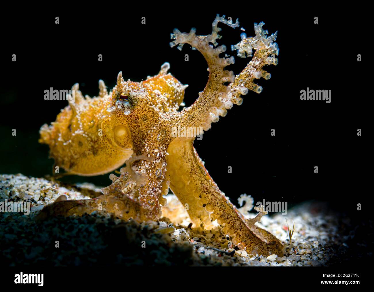 Octopus fighting hi-res stock photography and images - Alamy