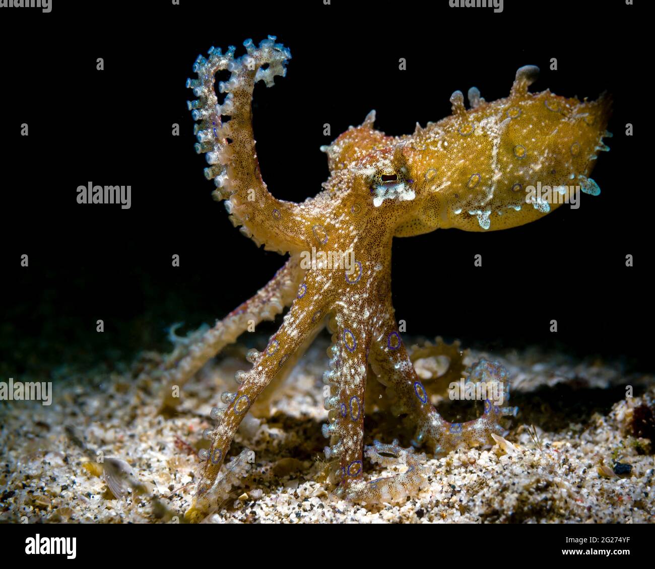 Octopus anilao hi-res stock photography and images - Alamy