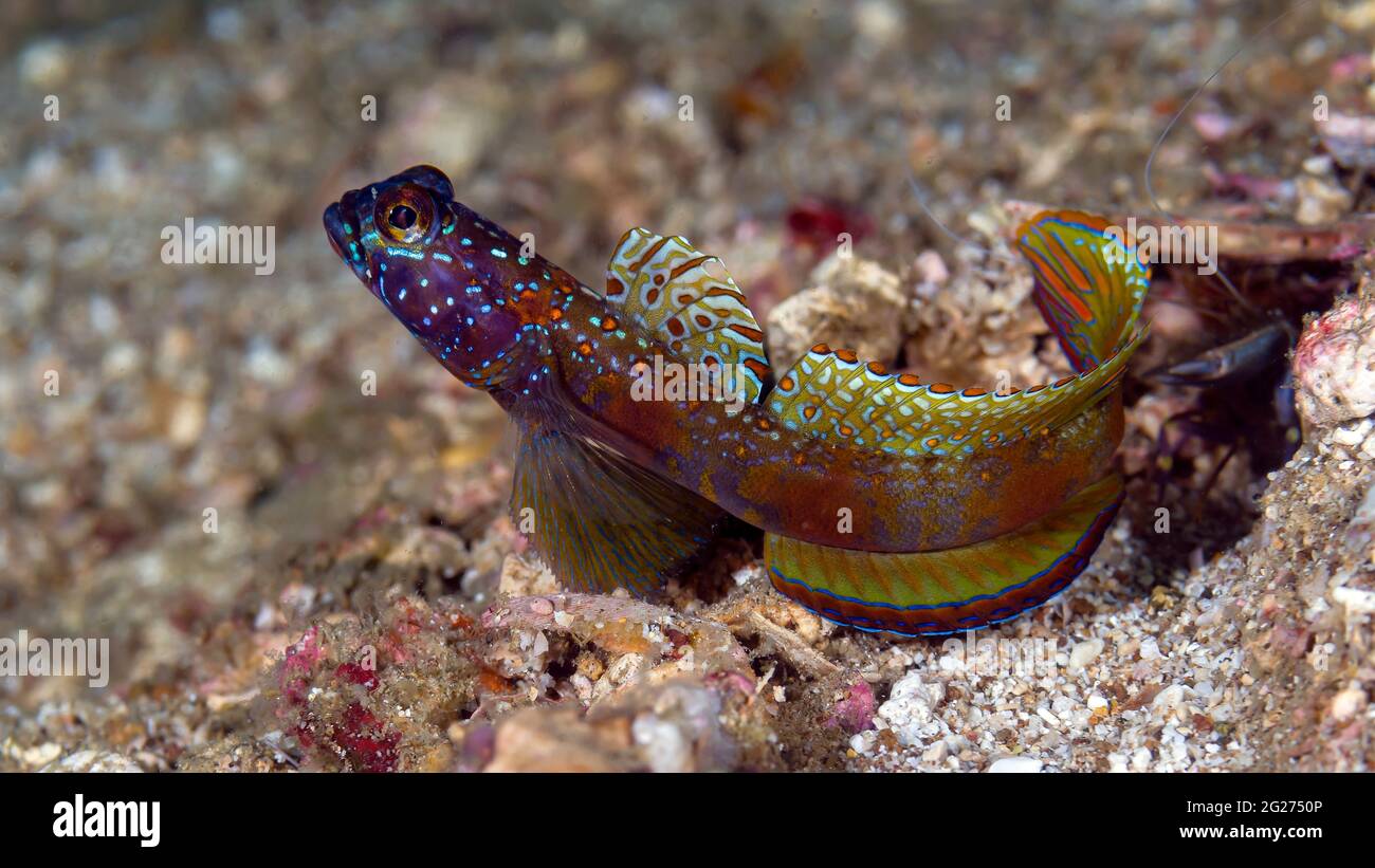 Magnificent shrimpgoby guarding its home, Anilao, Philippines Stock ...