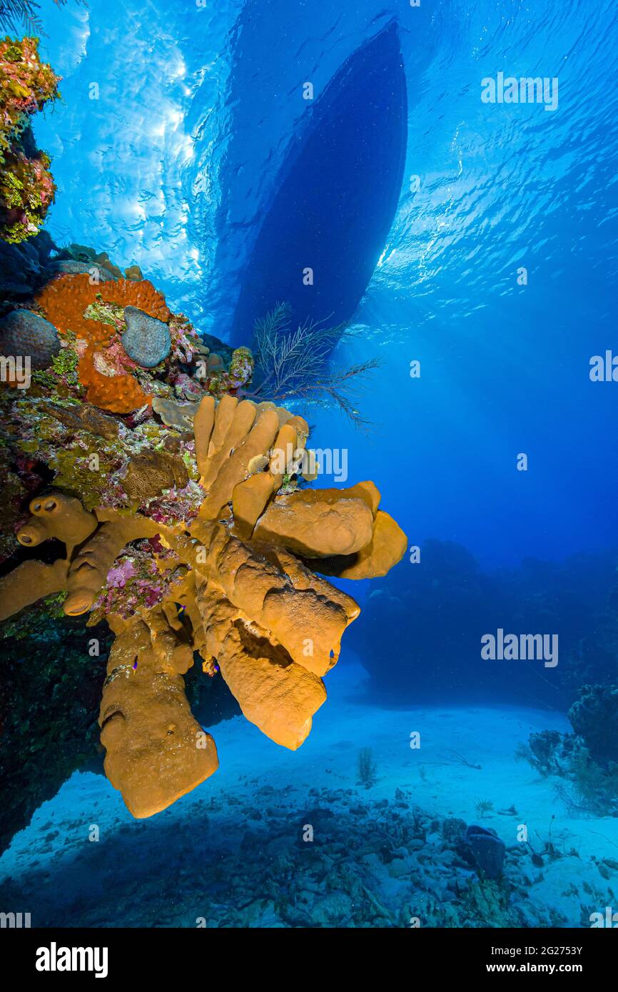 Sea sponges with a dive boat in the background, Little Cayman Island ...