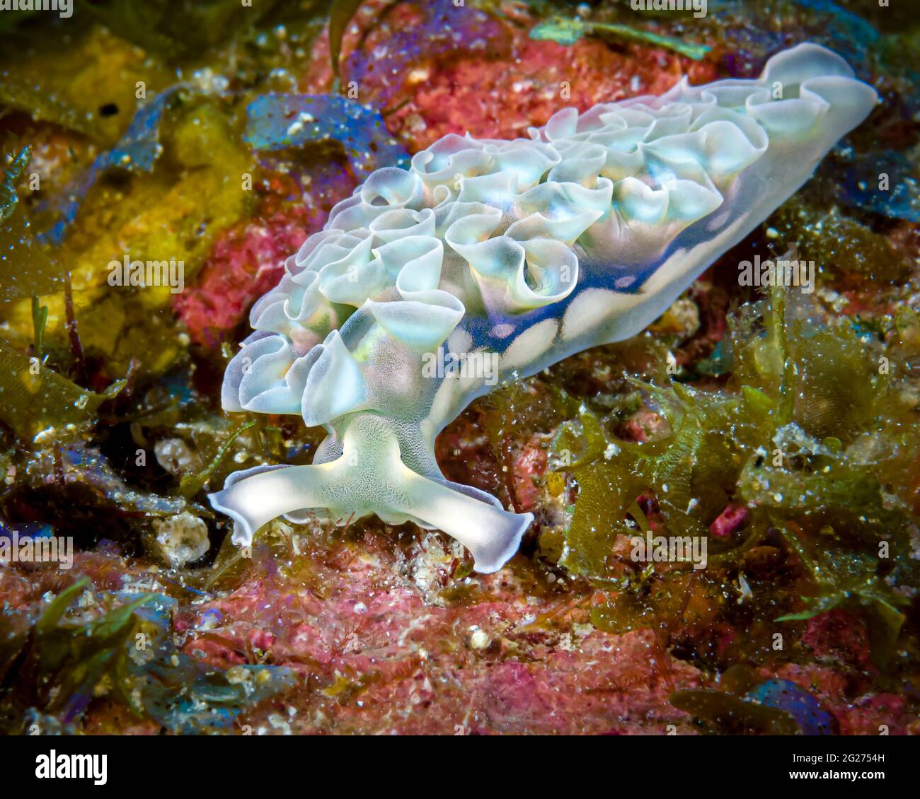 Sea lettuce underwater hi-res stock photography and images - Alamy