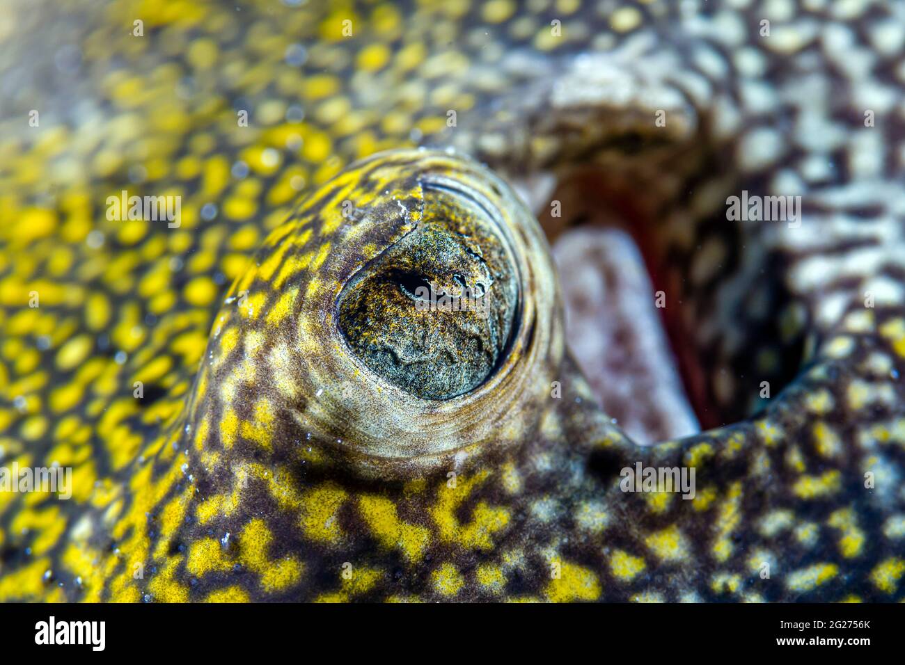 Close-up of the eye of a spotted stingray Stock Photo - Alamy
