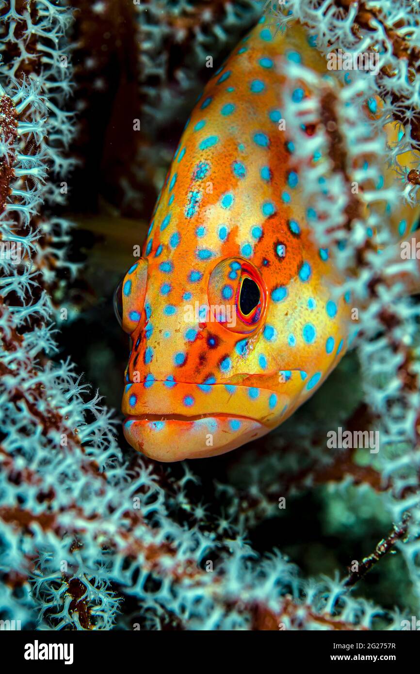 A coral grouper peaking through a gorgonian, Maldives Stock Photo - Alamy