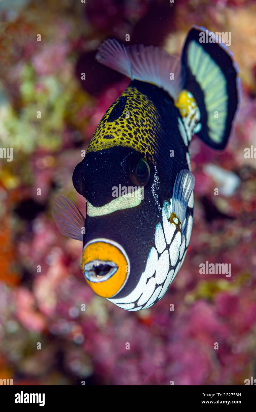 A clown triggerfish (Balistoides conspicillum), Maldives Stock Photo ...