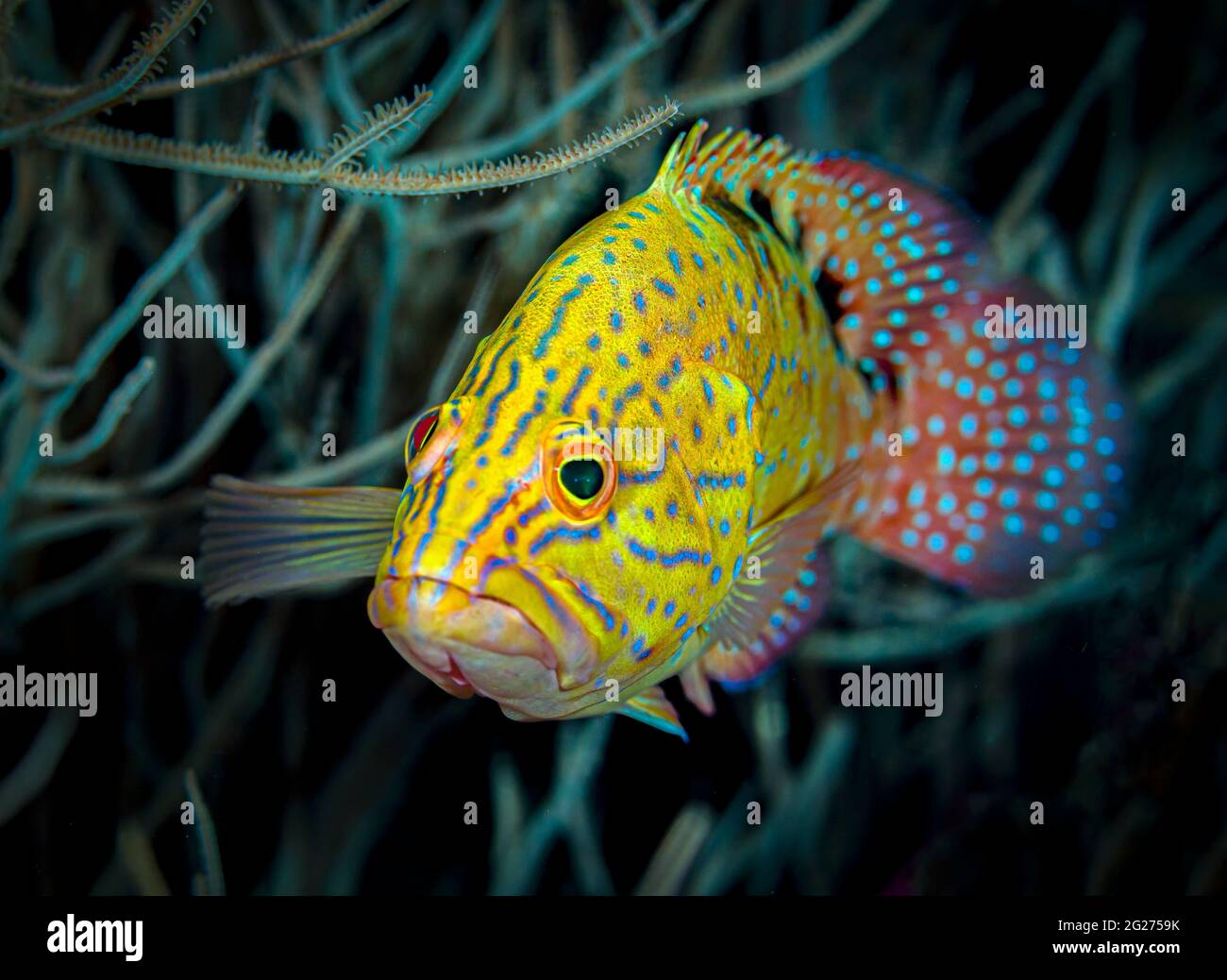 Colorful coral grouper (Cephalopholis miniata), Maldives Stock Photo ...