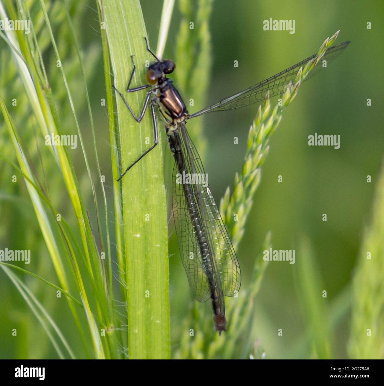 Dragonfly climbing hi-res stock photography and images - Alamy