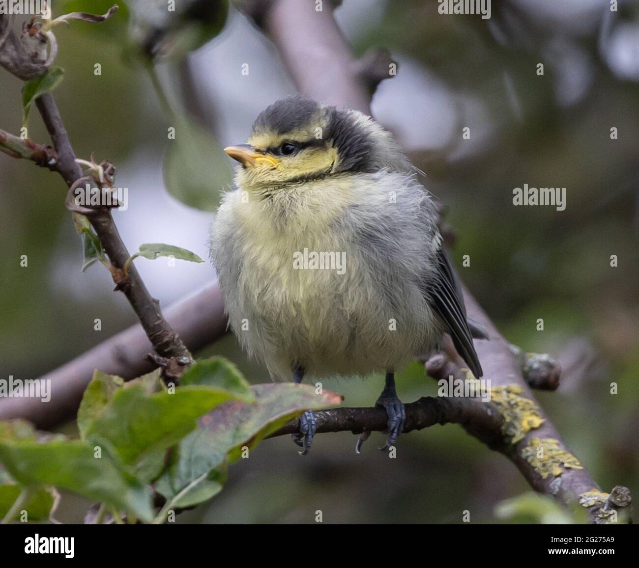 Fat Baby Birds