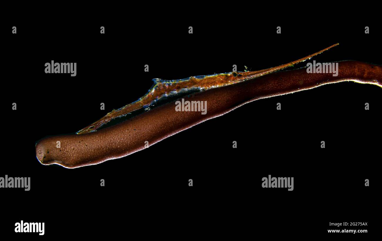 Broken back shrimp hi-res stock photography and images - Alamy