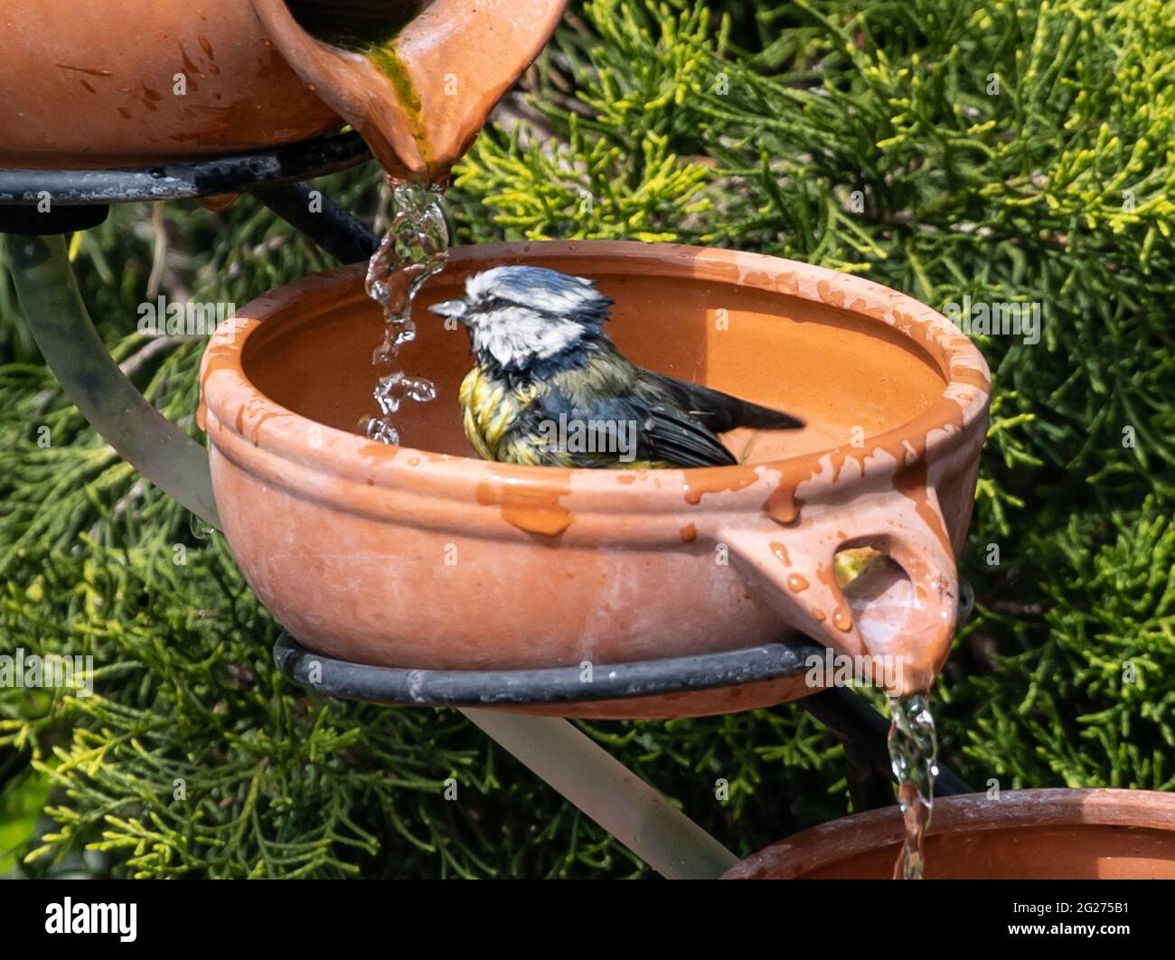 Cute little Eurasian blue tit bathing in a clay pot with water pouring ...