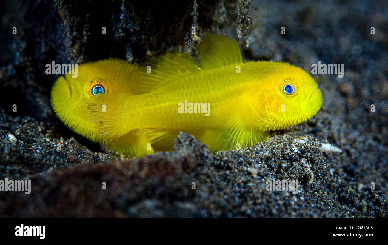 Bearded coral gobies (Paragobiodon xanthosoma), Kimbe Bay, Papua New ...
