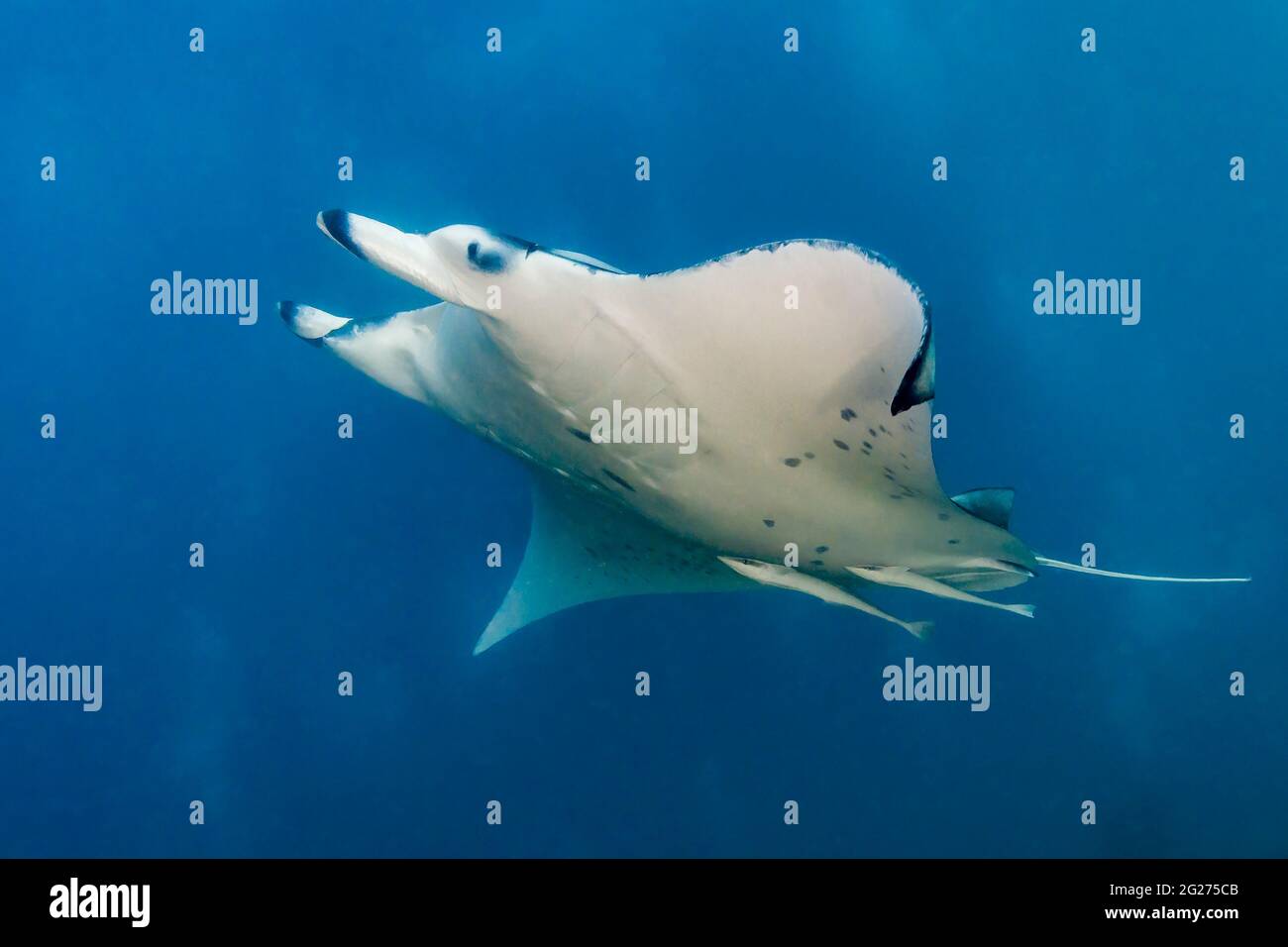 A lone oceanic manta ray (Manta birostris) with attached brown remora ...